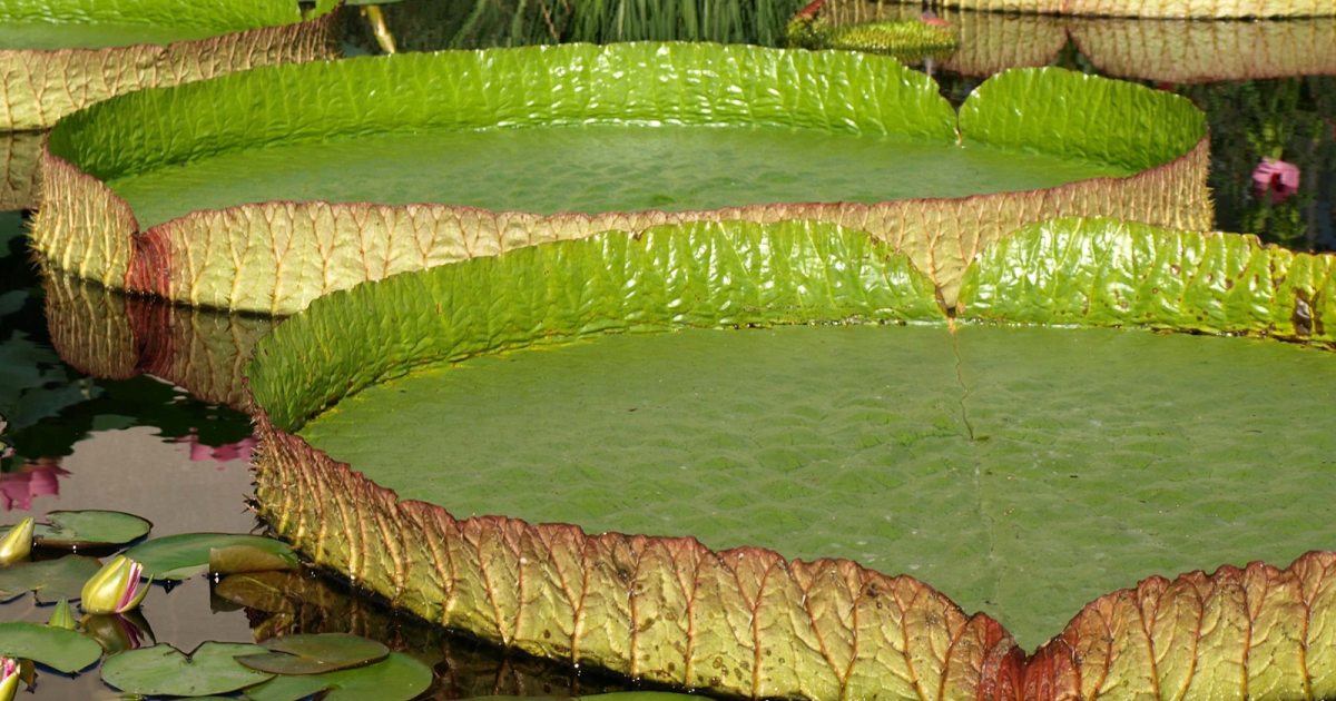 Plantology on Tap: Wondrous Water Platters | Longwood Gardens