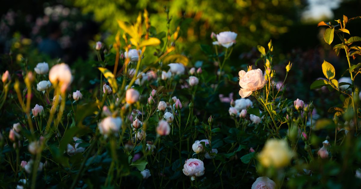 Roses in the Garden Author Event and Book Signing | Longwood Gardens