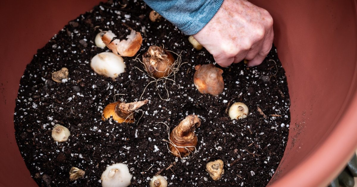 Layered Heirloom Bulb Containers | Longwood Gardens