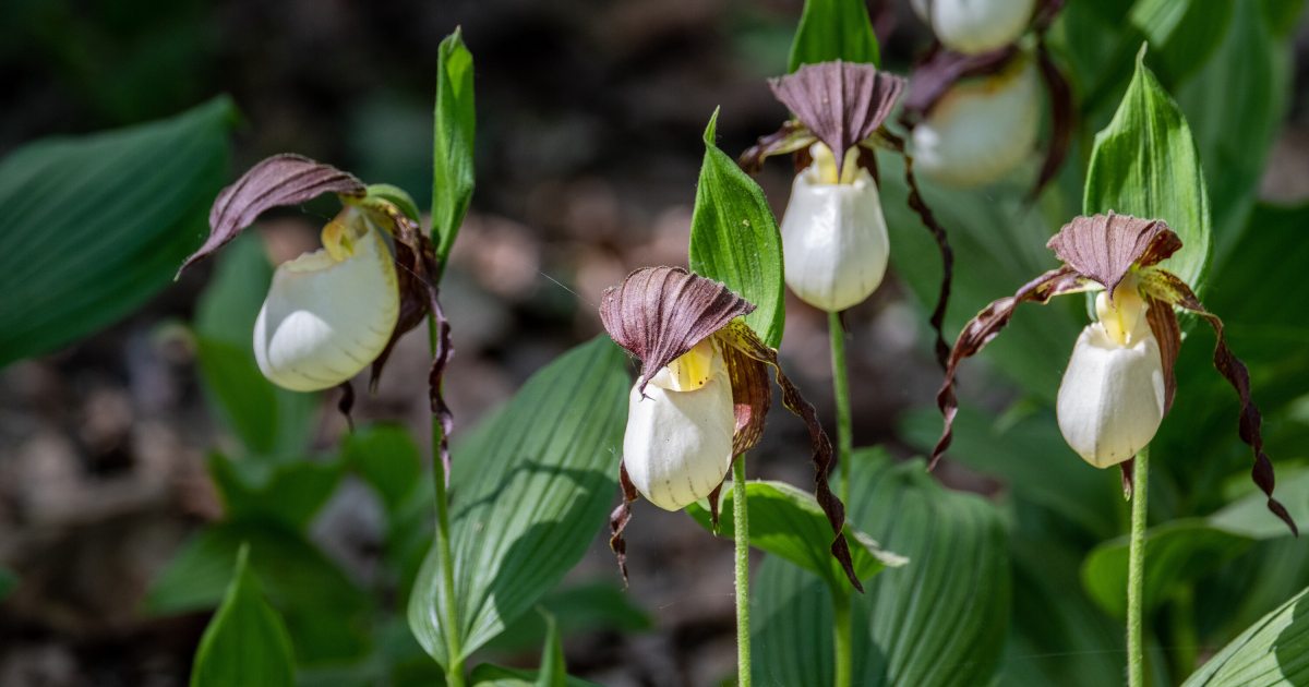 The Illegal Plant Trade: What Plant Lovers Need to Know | Longwood Gardens