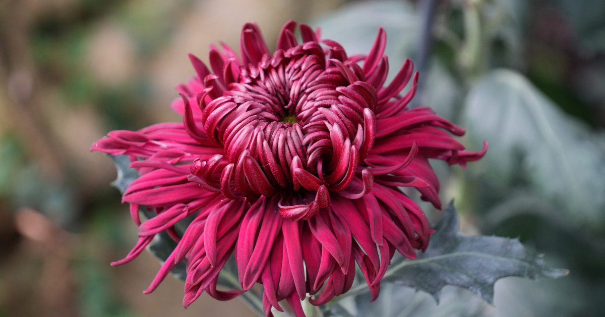 chrysanthemum folklore